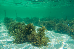 MACROALGAS: A ESPÉCIE Kappaphycus alvarezii – CULTIVO E APLICAÇÕES ...